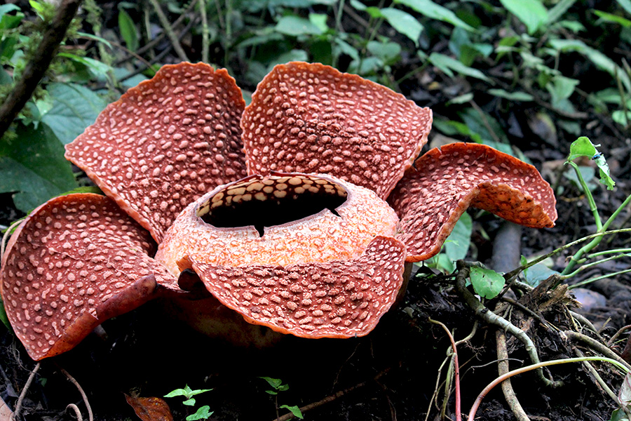 Bunga Rafflesia Ikon Bengkulu, 5 Macam Jenis Bunga Rafflesia | Untuk ...